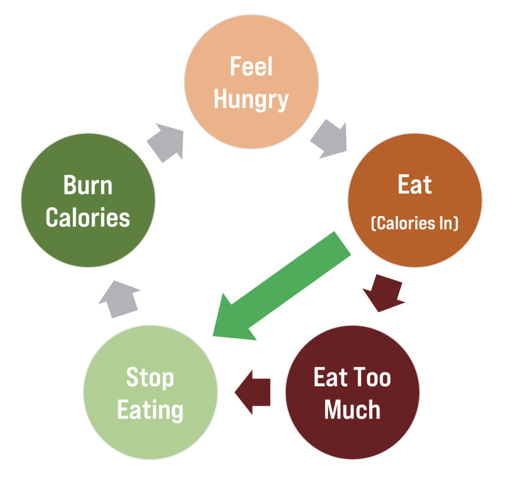 Why We Actually Gain Weight: The Damaged Feedback Loop - Luuze